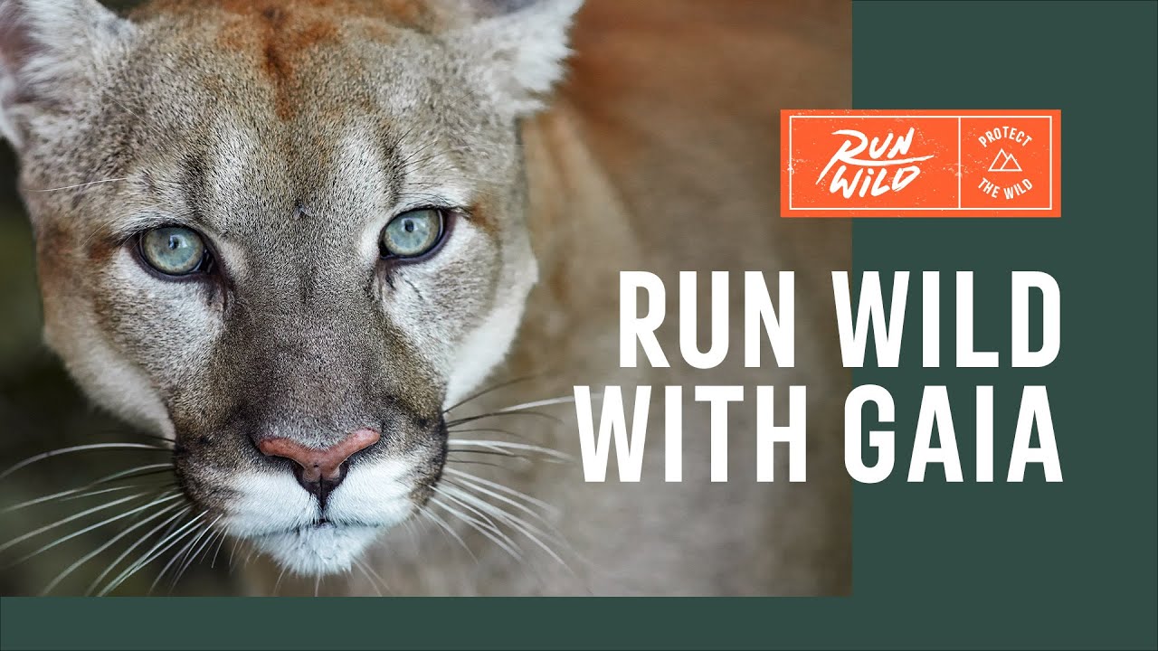 Run Wild 2021－with Gaia, the mountain lion 🏃🏼‍♀️🏃🧑🏽‍🦽 - YouTube