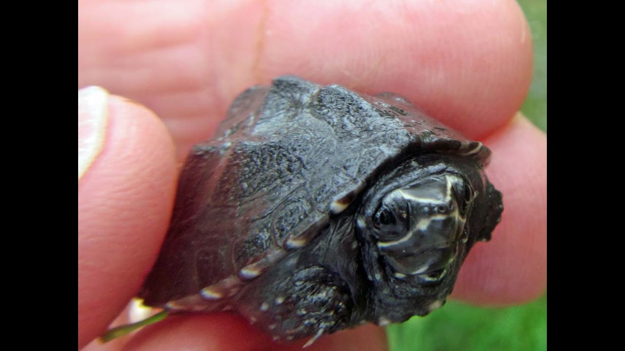 baby musk turtle release - October 11, 2016 - YouTube