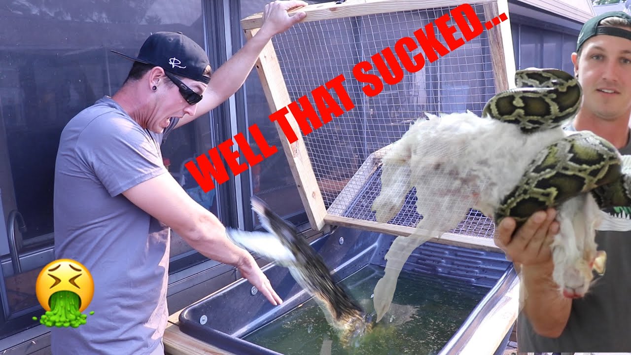 BIG Animal Feeding! (Sneak Peek) - YouTube
