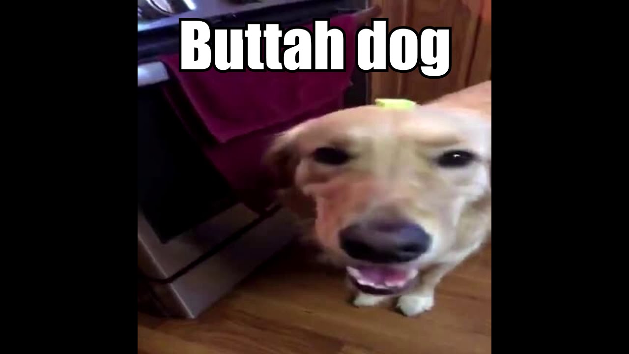 buttah dog - YouTube