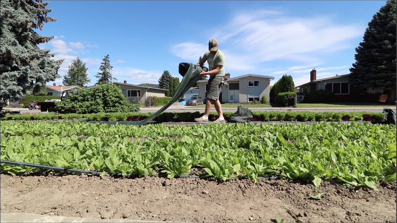 Shade cloth performance and installing drip irrigation - YouTube