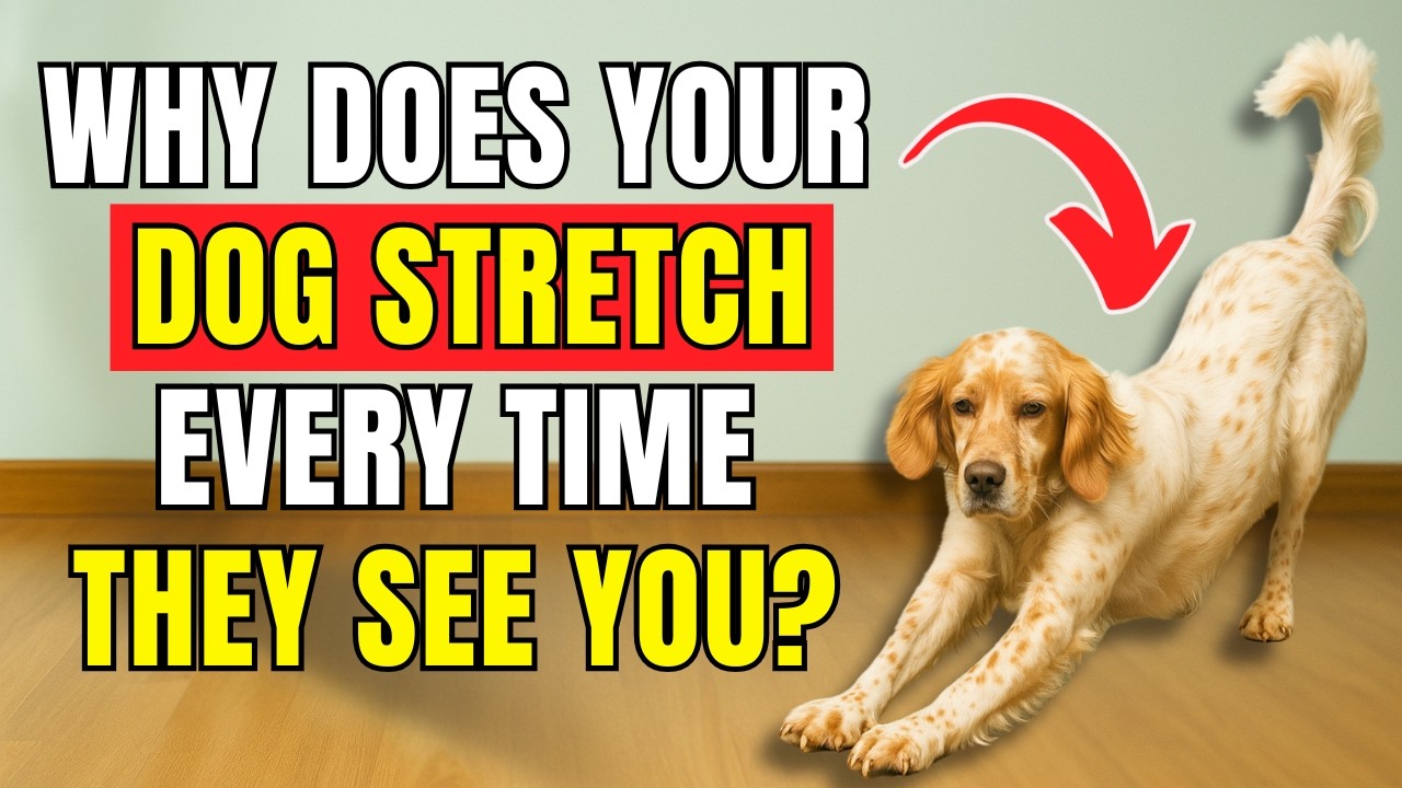 Why Does Your DOG STRETCH Every Time They See You? SCIENCE Has the ...