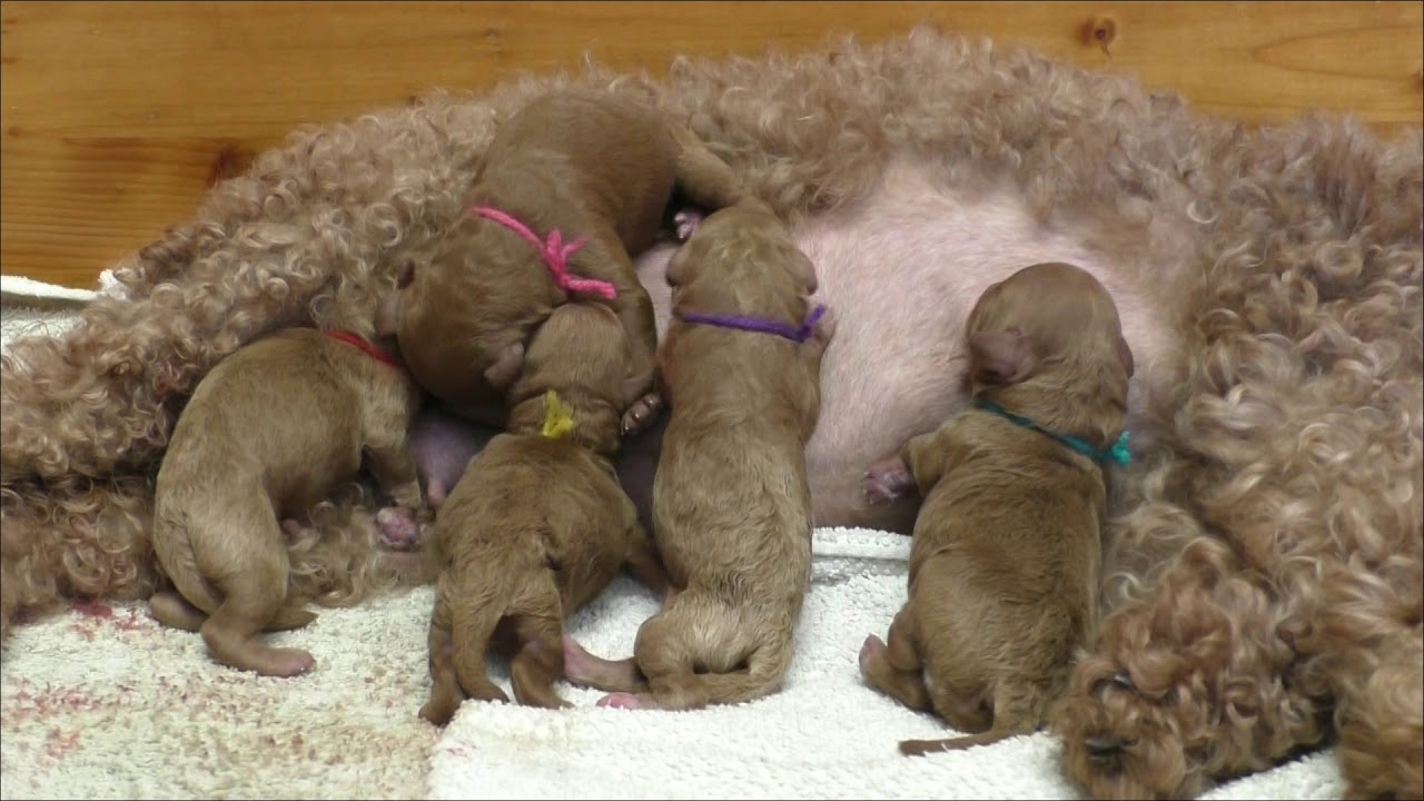 B - Kinder Geburt 5 - YouTube