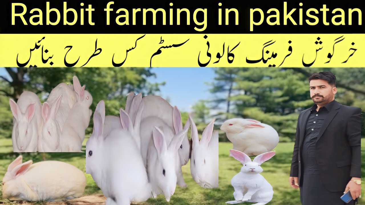 How To make rabbit colony nw video 2024 | My Rabbit farm in pakistan ...