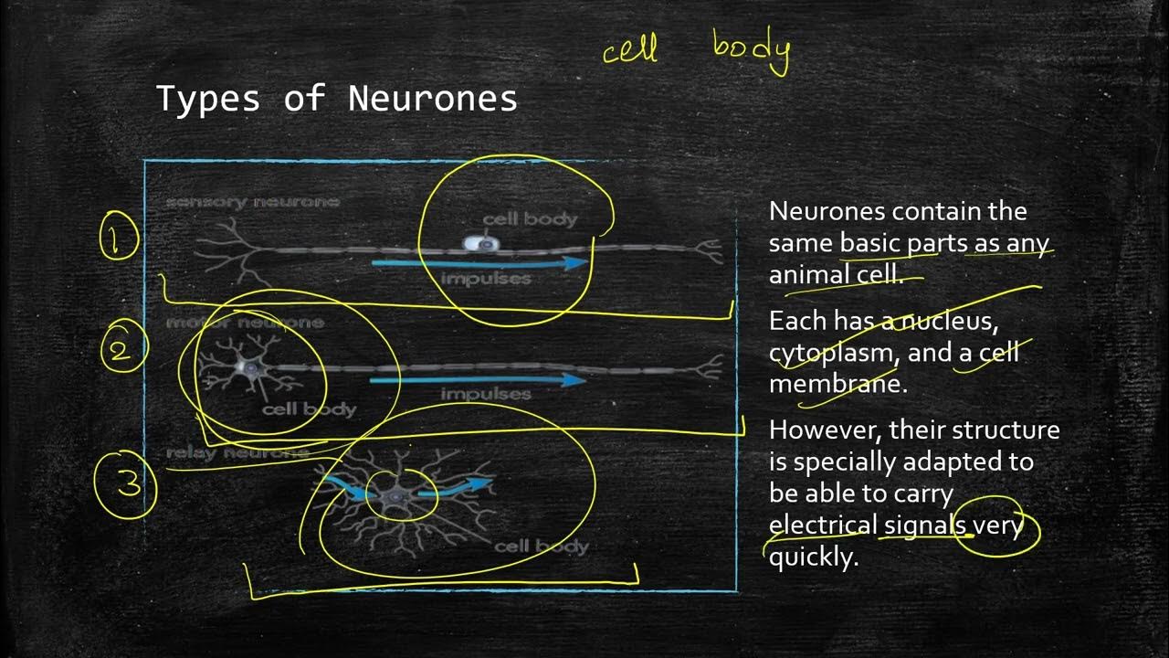Coordination and Response – The Nervous System | IGCSE Biology | - YouTube