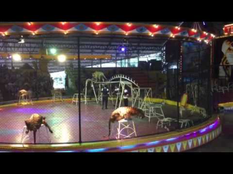 Tiger show in Pattaya 2016