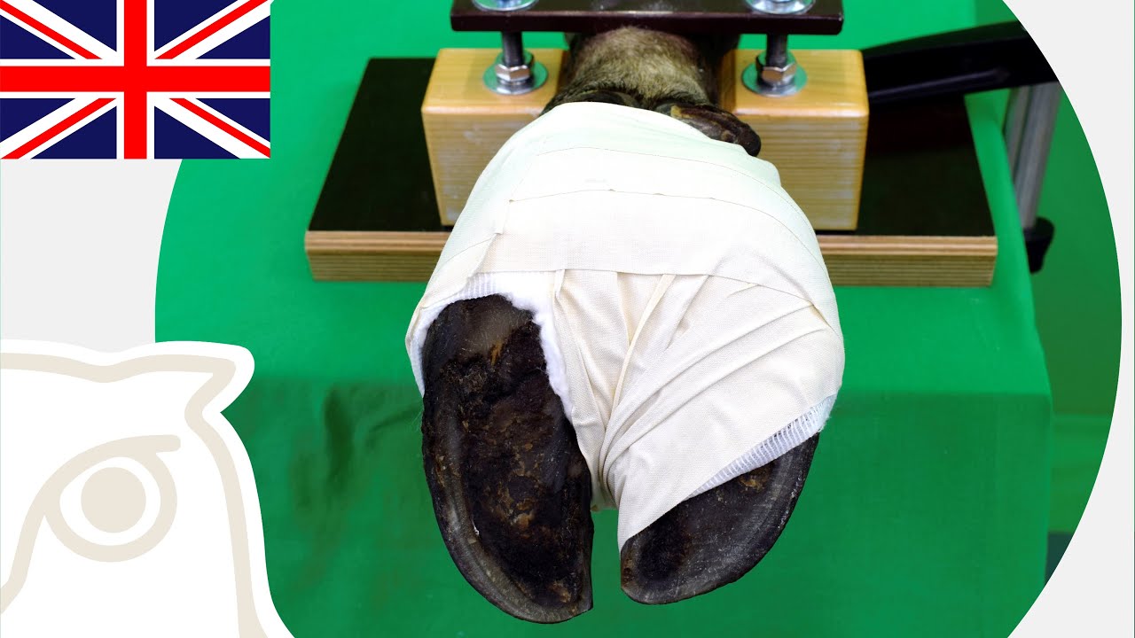 CSL: Hoof Bandages for Cattle - Low Hoof Bandage - YouTube