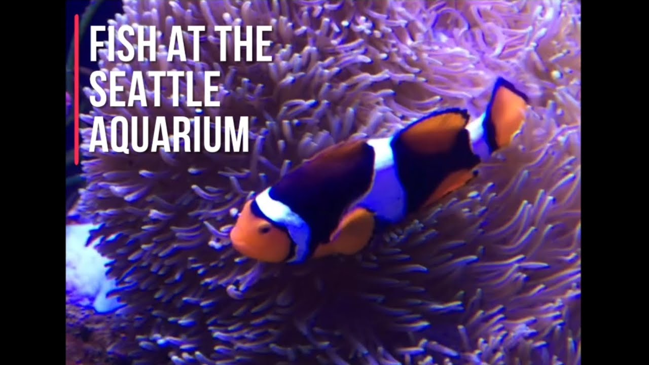 Fish at the Seattle Aquarium 🐟🐠 - YouTube