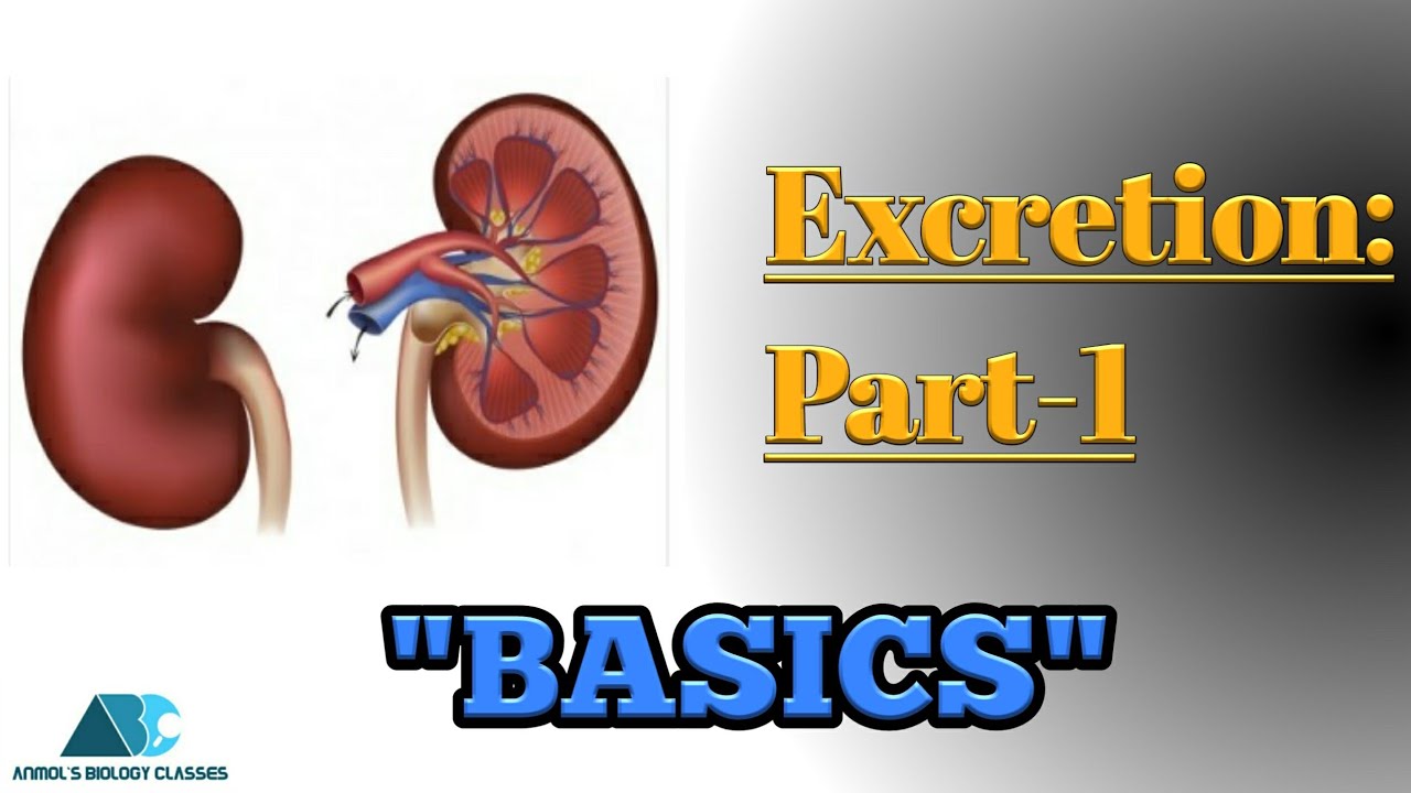Science Excretion In Humans And Animals English Youtube