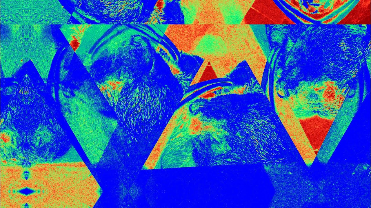 Wildlife V @DailyMusicVideo: Bring Peace To Earth and Save Wilderness ...