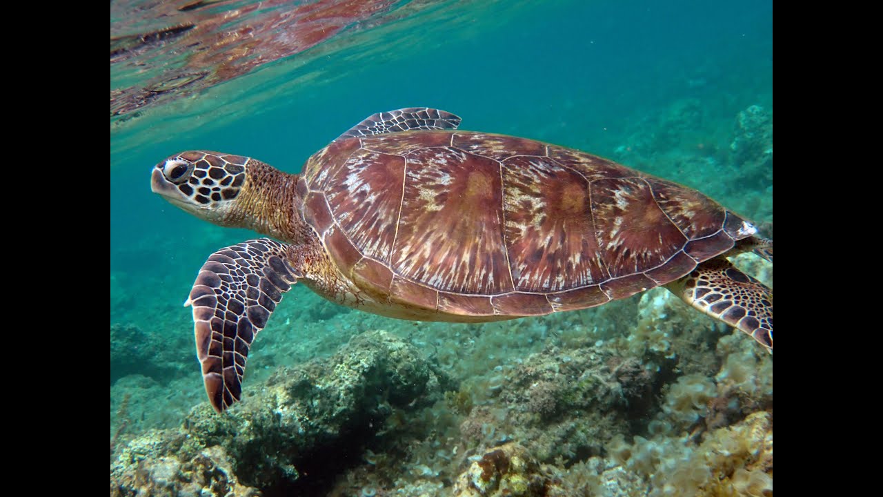 Turtle scratching his back 1 - YouTube