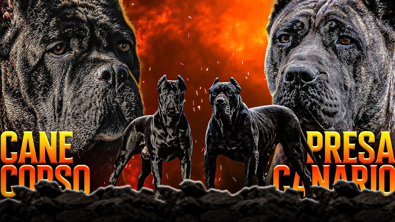 Presa Canario Und Cane Corso Perro De Presa Canario: Dog Breed