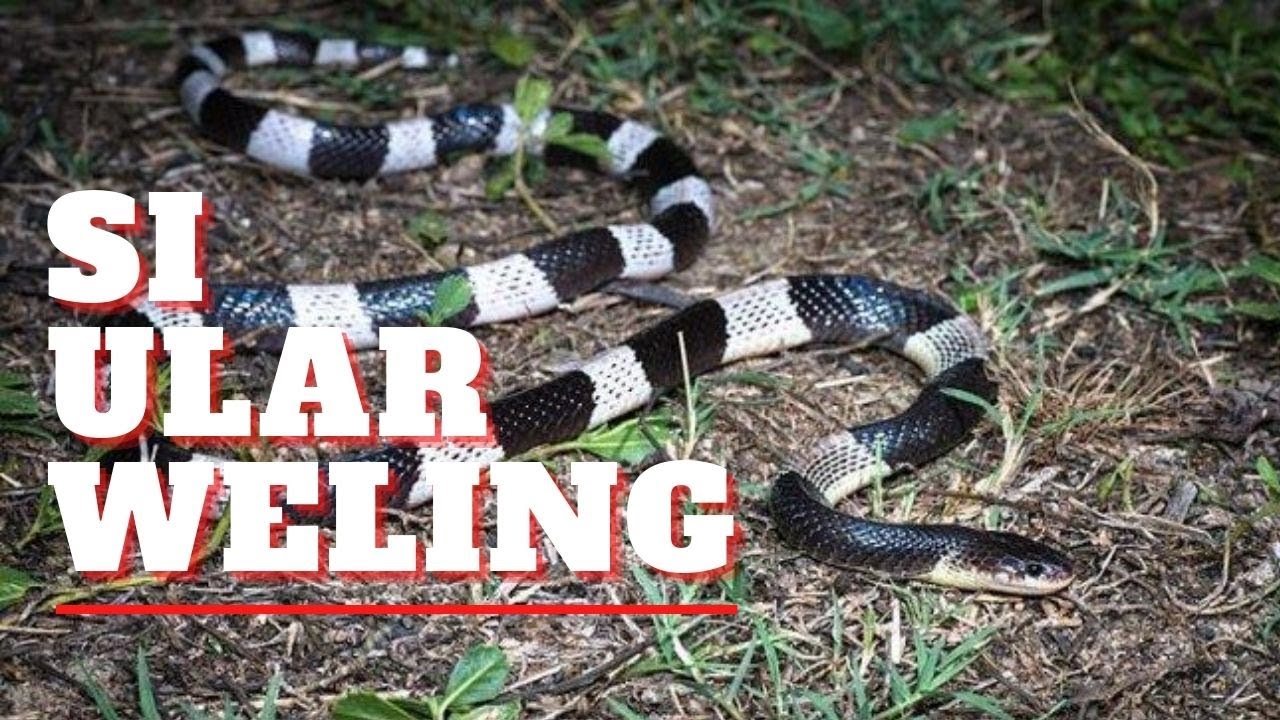 YUK KENALI SI ULAR WELING YANG BERBISA TINGGI!!! - YouTube