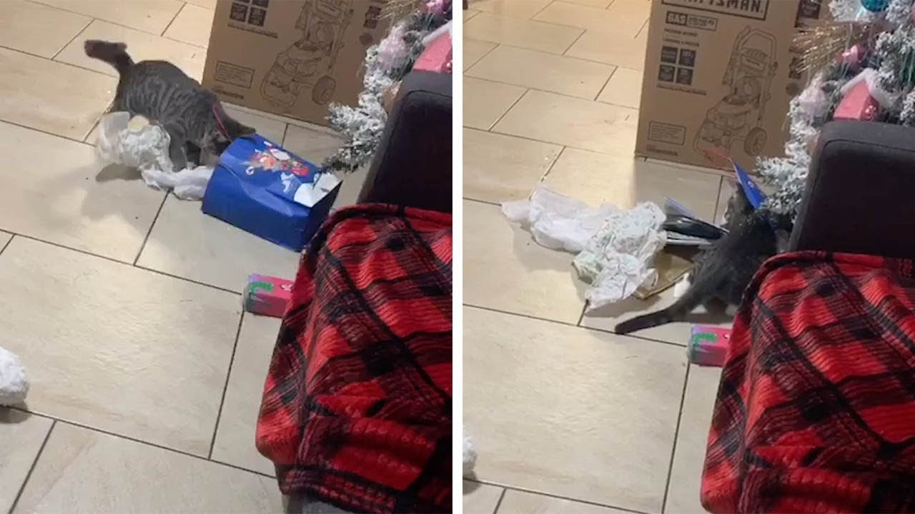 Kitten Opens Christmas Presents Early - YouTube