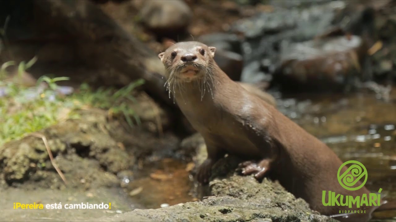 2 Ukumari con logo - YouTube