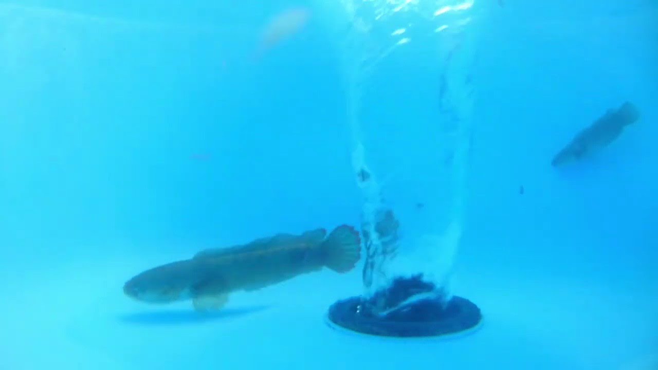 Whirlpool experiments with FISH and EVERYTHING. Water vortex. whirlpool ...