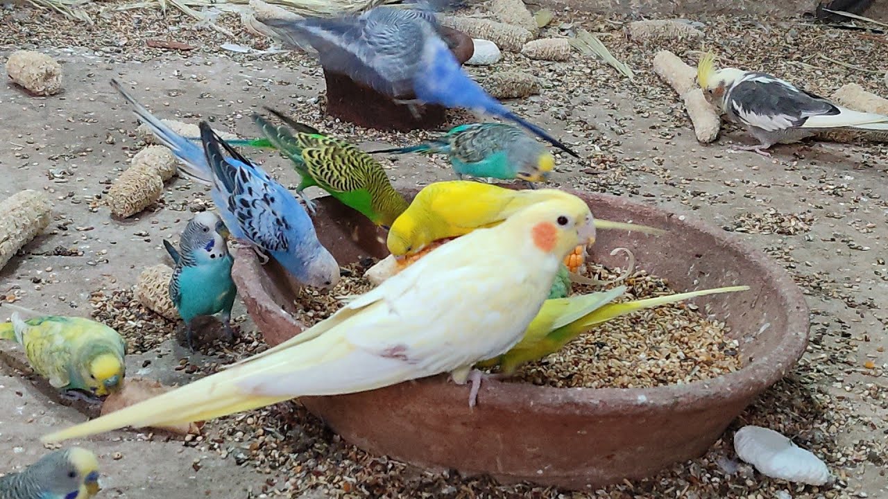Amazing birds colony Budgies breeding Cockatiel bird colony breeding👍🐣 ...