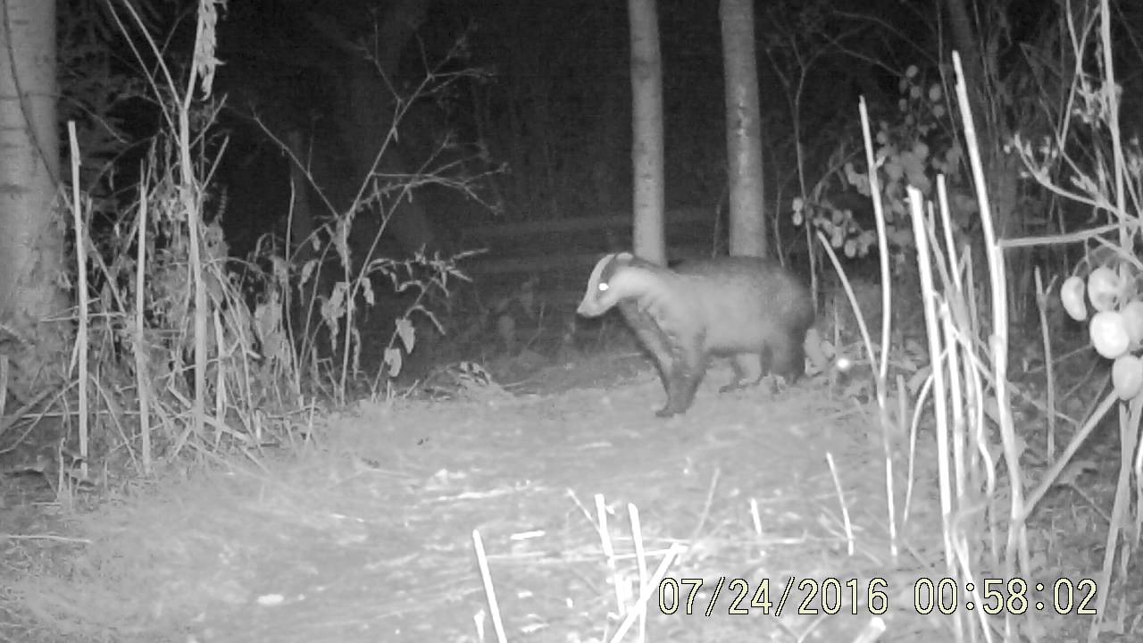 Badger caught on night camera in July - YouTube