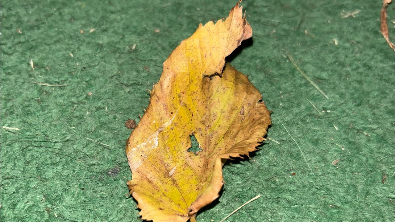 The leaf attack non eddid - YouTube
