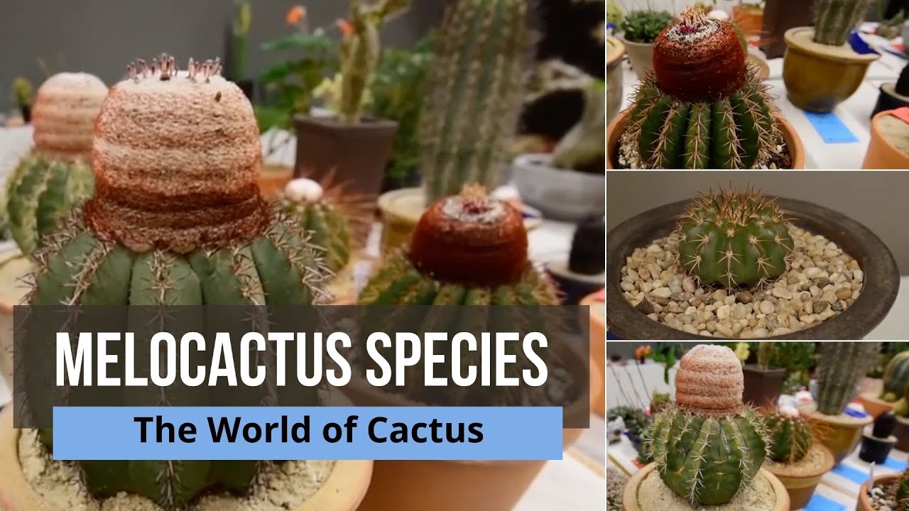 Melocactus Species - Types of Cactus with Names: melocactus matanzanus ...