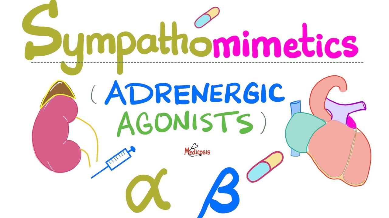 Sympathomimetics (Adrenergic Agonists)—Epinephrine, Norepinephrine ...