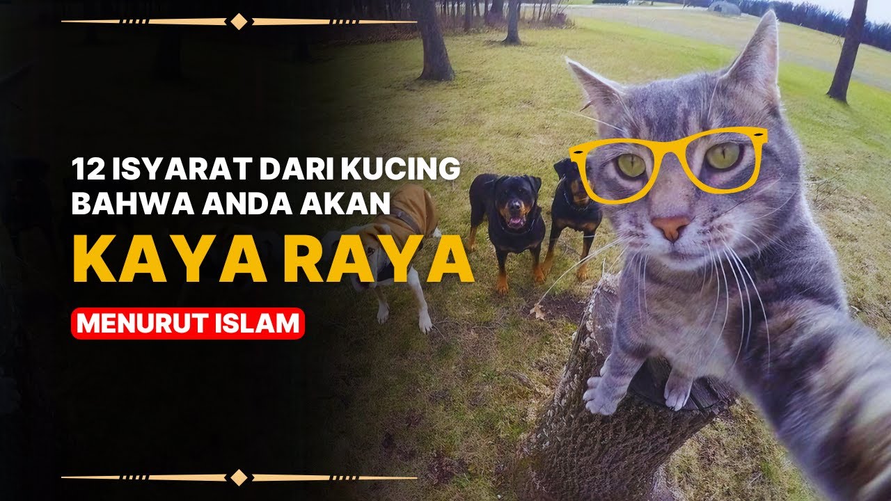 JANGAN DIABAIKAN !! Inilah 12 Isyarat Dari Kucing Bahwa Anda Akan Kaya ...