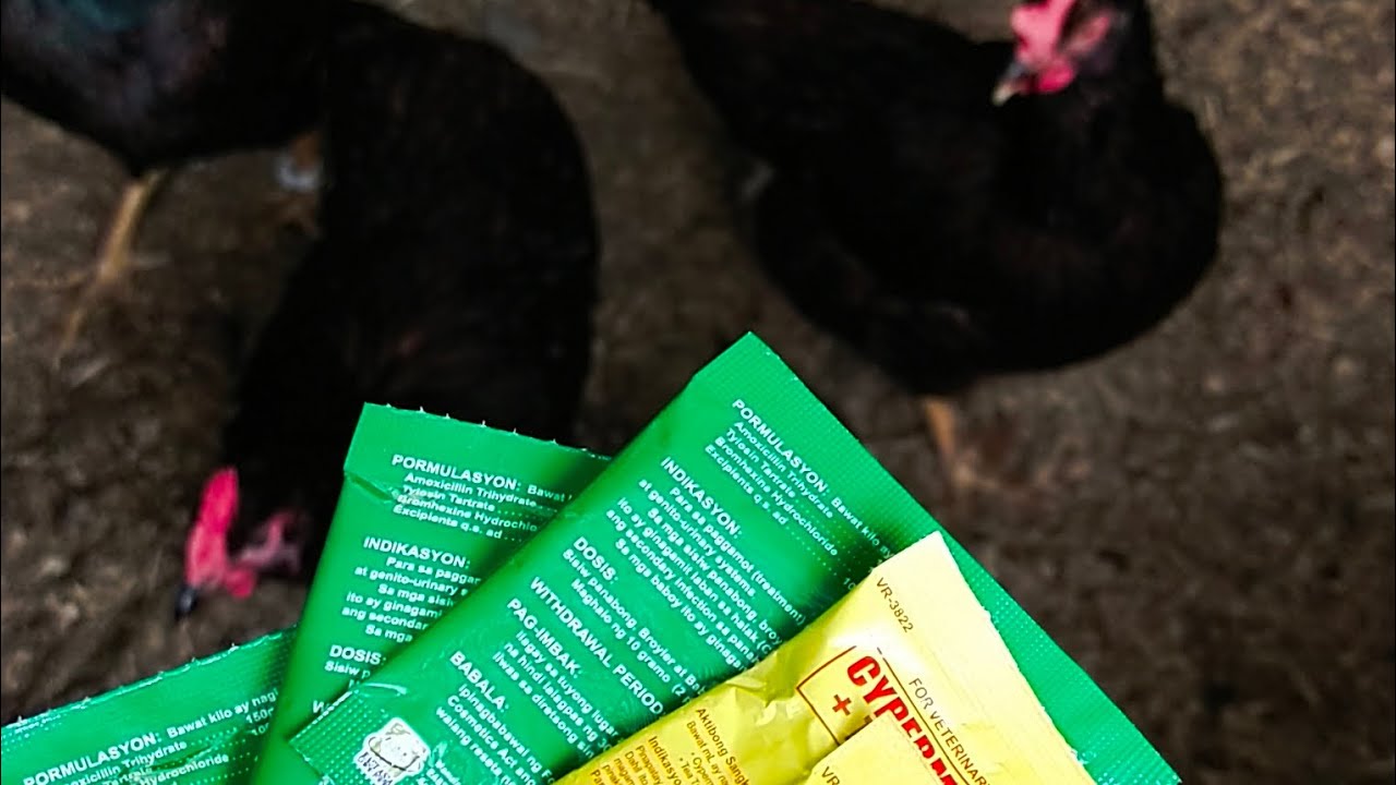 bacterial flushing pagkatapos mag purga ng manok - YouTube