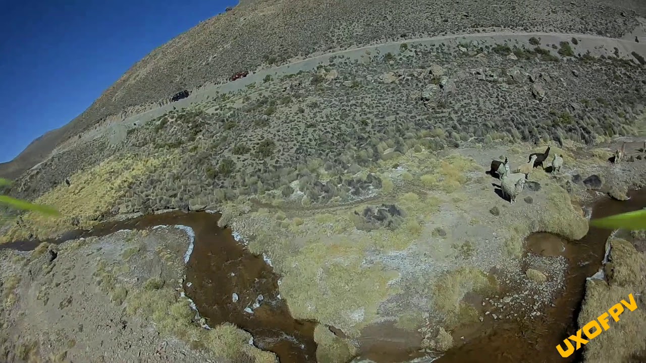 Drone de carreras - Alpacas en Putre - YouTube