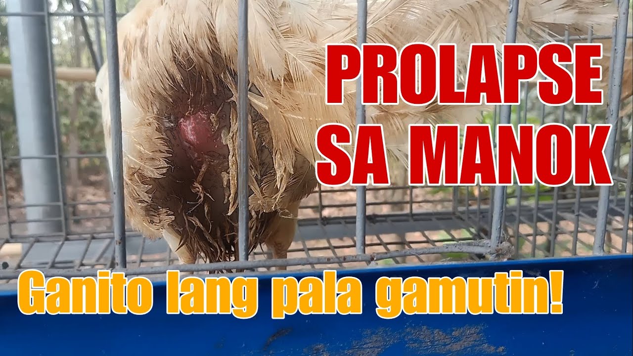 Prolapse sa Manok | Paano nga ba gamutin | Paano ba maiiwasan | Farming ...