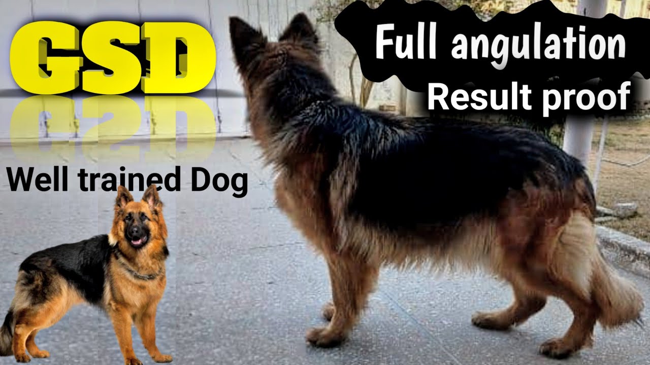Angulation and best quality of German shepherd for sale | Adult gsd dog ...