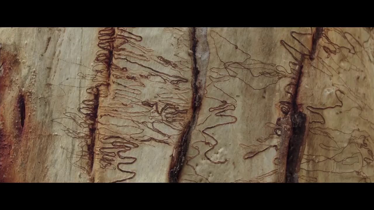 Killing Ground 2017 Movie || Official Trailer || EFC MOVIE - YouTube