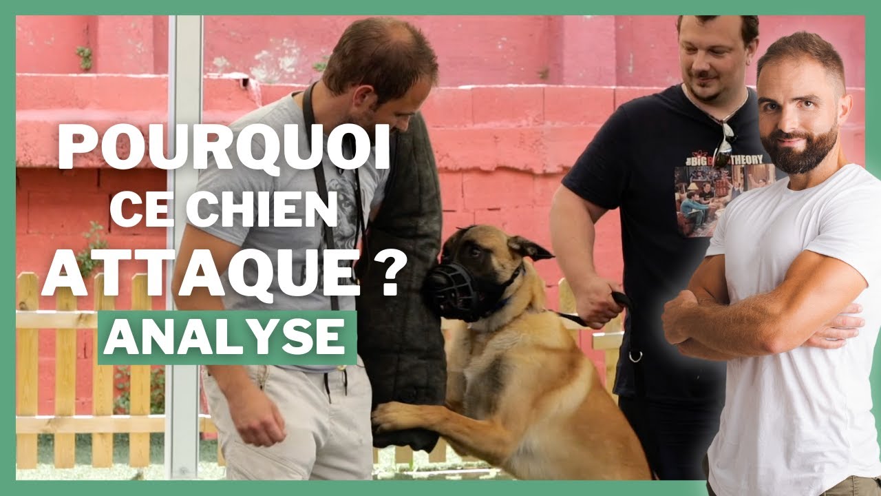 Pourquoi ce chien ATTAQUE ? Analyse - YouTube