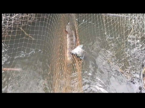 Saule fish nat fishing amazing nat dest fish in - YouTube