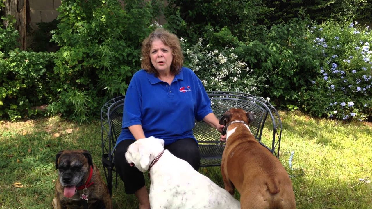 Boxer Luv Rescue - September 4, 2014 -100K likes on fb! - YouTube