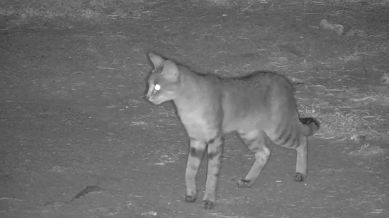 Aftrican Wild Cat at Naledi Cat-eye 2x and Naledi Dam, Dec 10 2020 ...