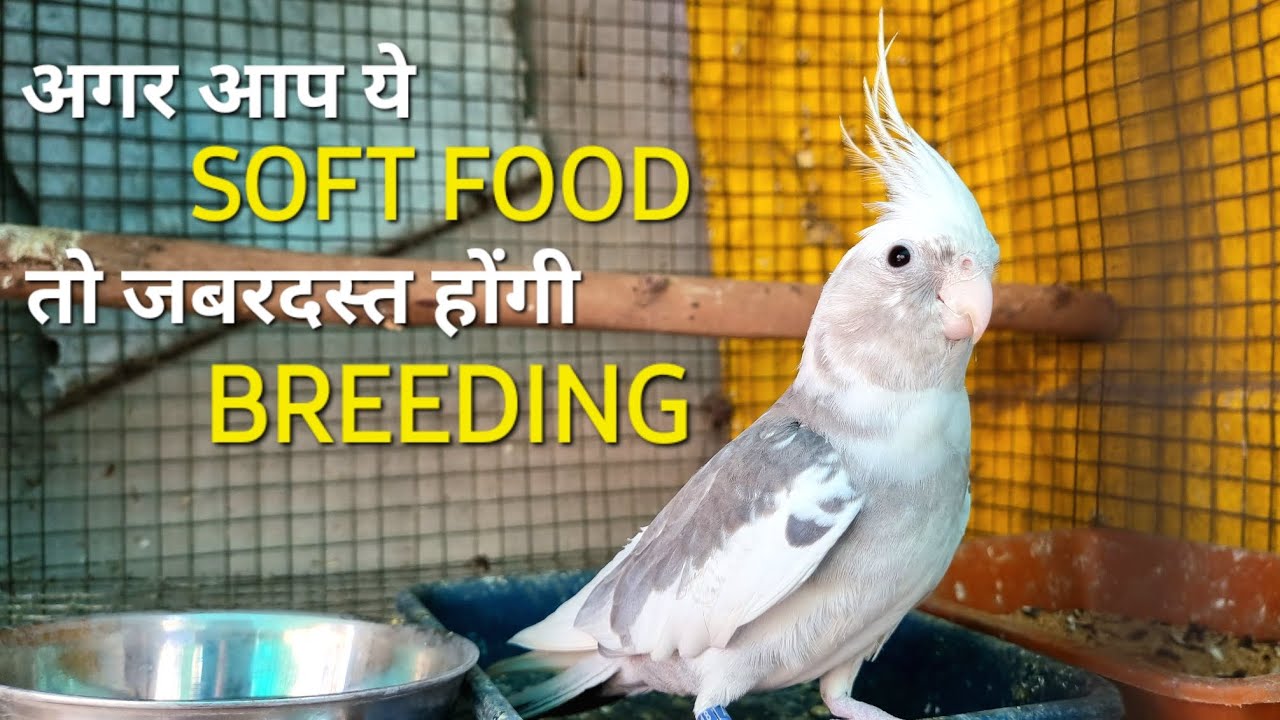 breeding pair ki liye best soft food | breeding bostor | breeding formula - YouTube