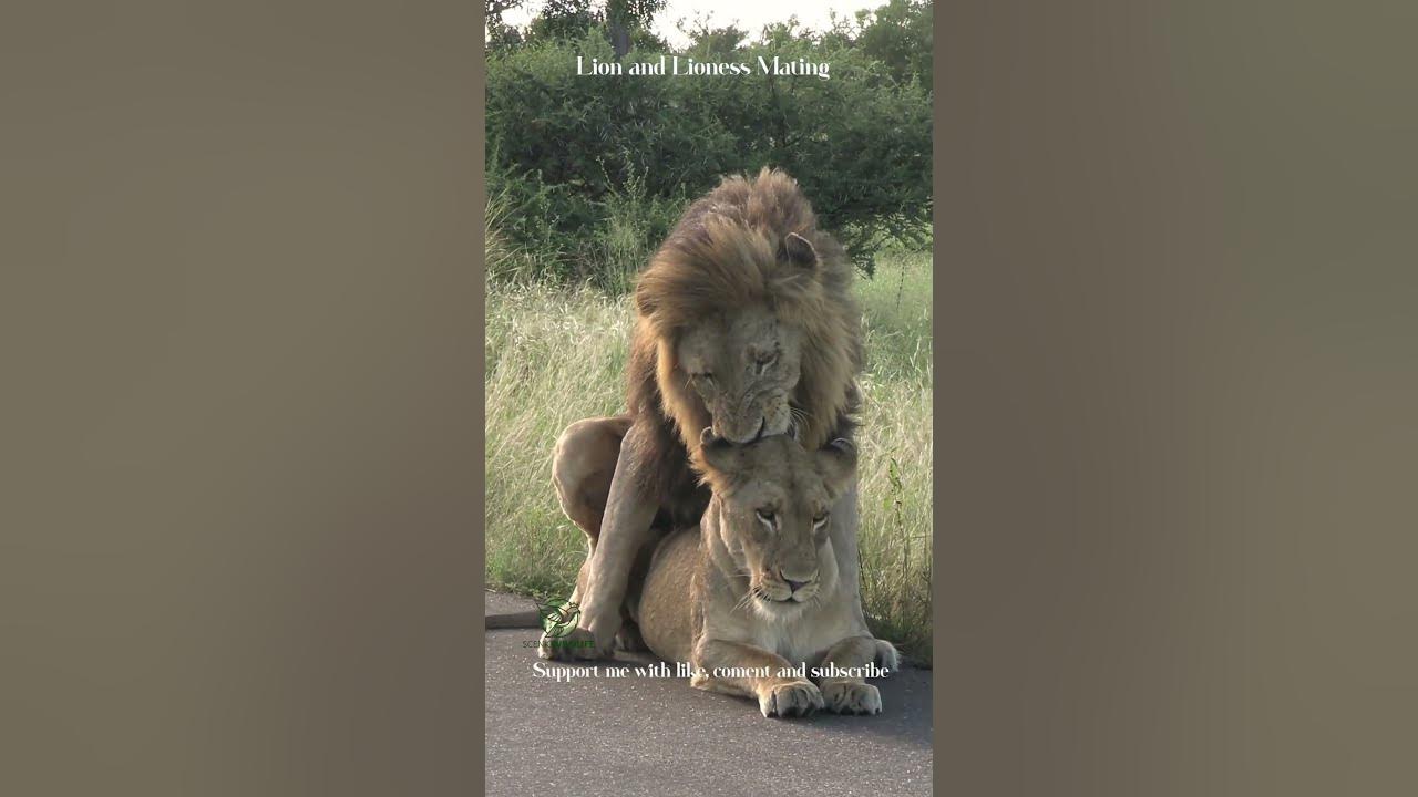 SURPRISING Lion and Lioness Mating Behavior in the Wild - YouTube