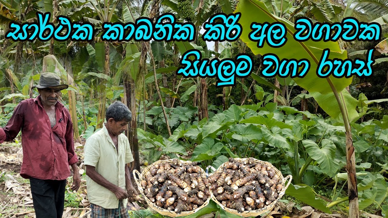කිරිඅල වගාව මූල සිට අගදක්වා නිවැරදිව / kiri ala wagawa / kiriala wagawa ...