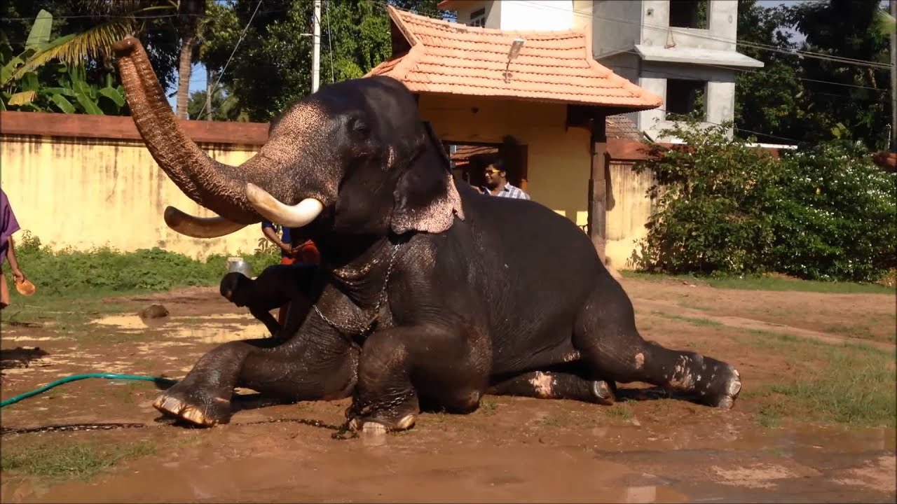 Unnikrishnan - Sree Krishnaswamy Temple, Mavelikara - YouTube
