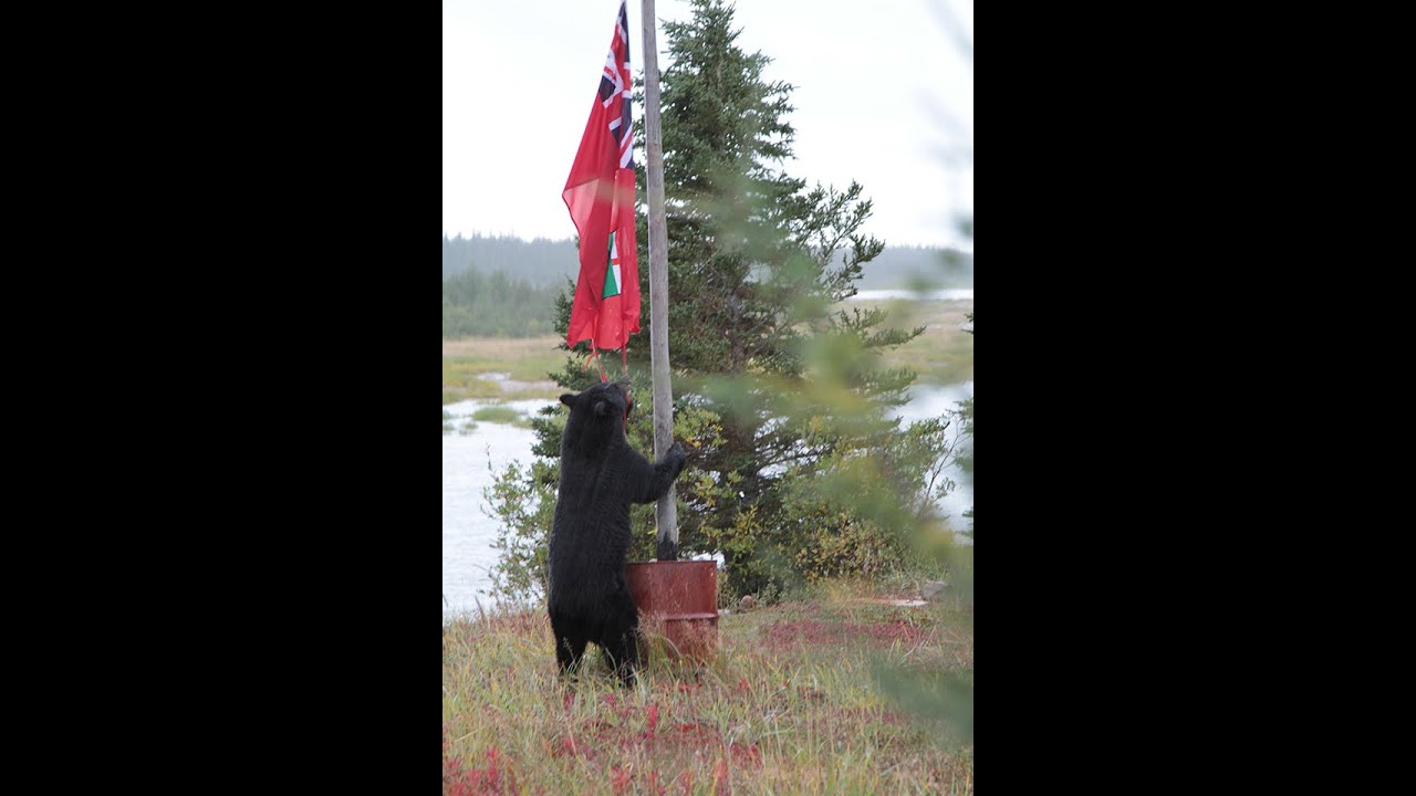 Black Bear playing with the flag at Kaska Goose Lodge - YouTube