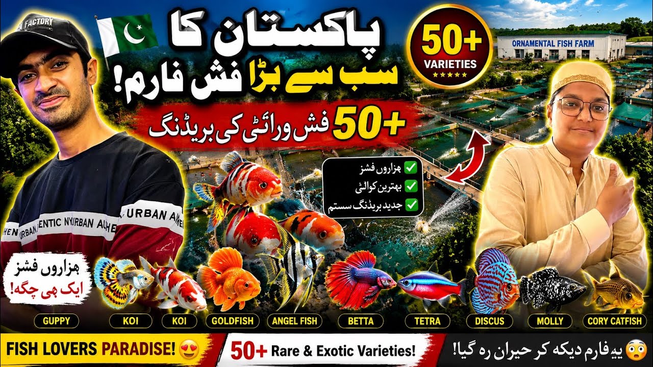 50 Acres Exotic aquarium Fish Farming in Pakistan’s No.1 Exotic Fish ...