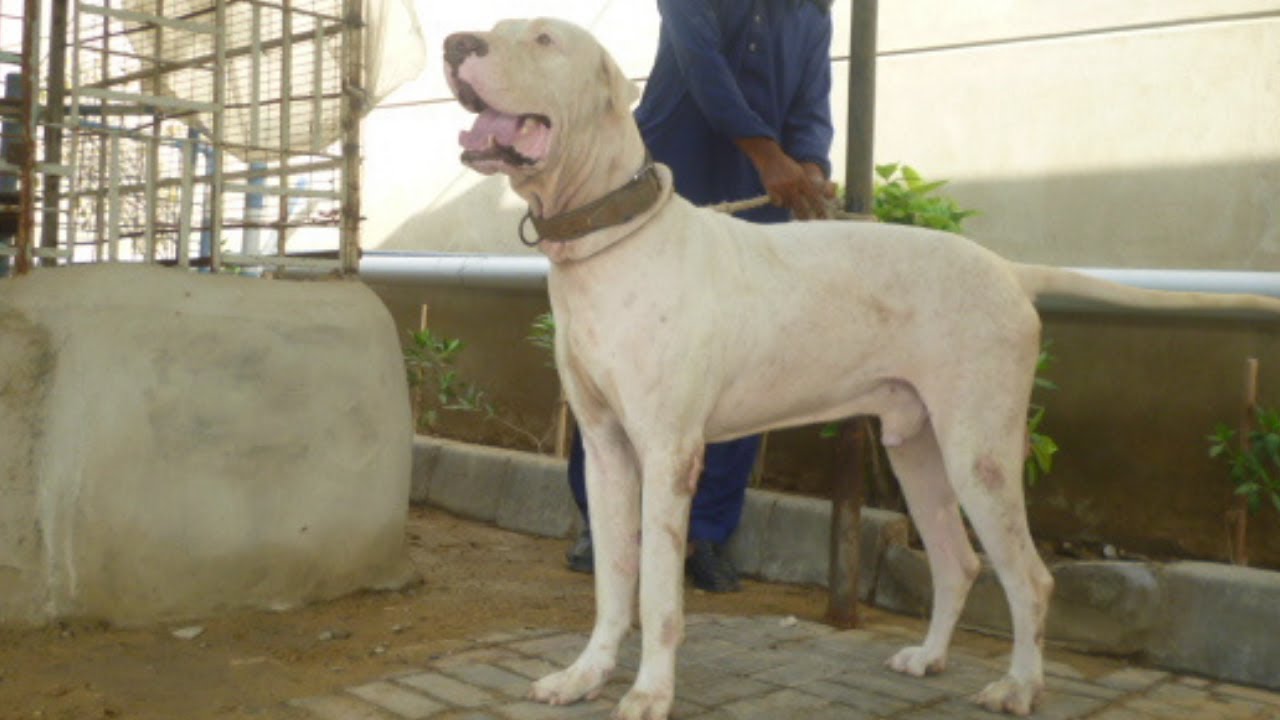 Are Gull Dong Aggressive