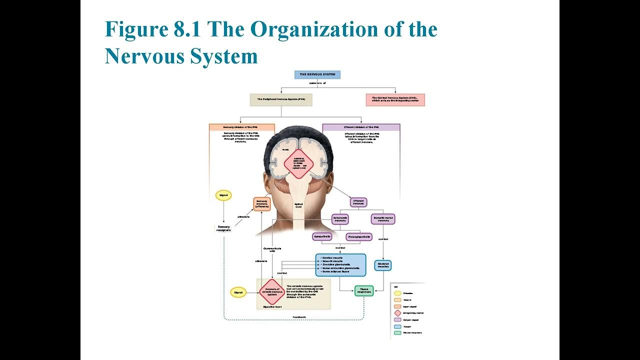 Chapter 8 : Neurons and Nervous System Explained: Structure, Signals, and Communication - YouTube