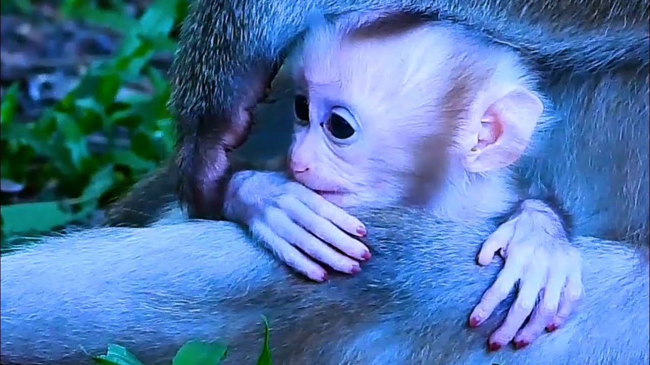 Newborn baby monkey Robin is a most cutest baby monkey 2024 - YouTube