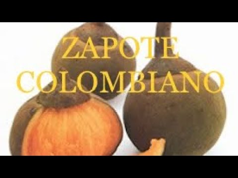 COMO ES EL ÁRBOL DE ZAPOTE COLOMBIANO 🍈🍈 - YouTube