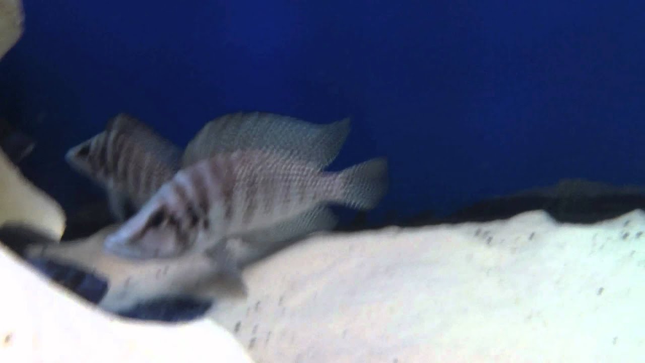 White Calvus - YouTube