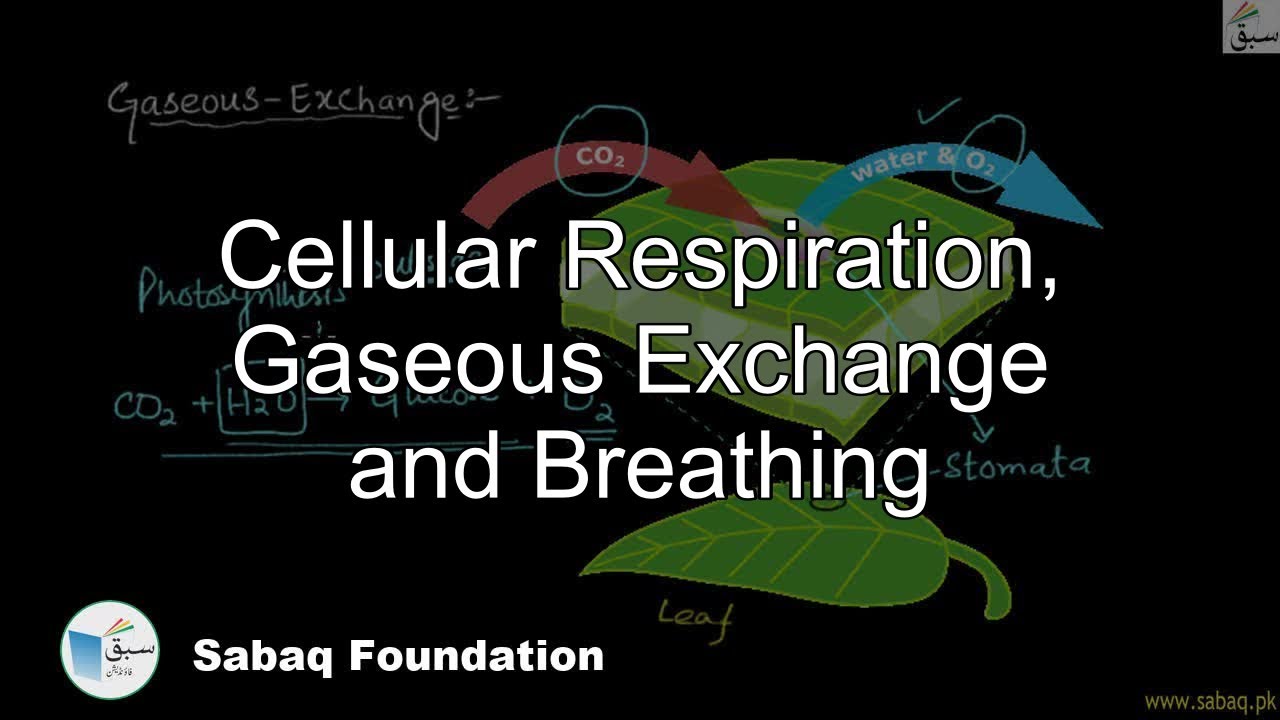 Cellular Respiration, Gaseous Exchange and Breathing, Biology Lecture ...