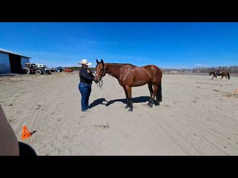 2023 show#2 adult ranch showmanship -Valery & straw cashin guys - YouTube