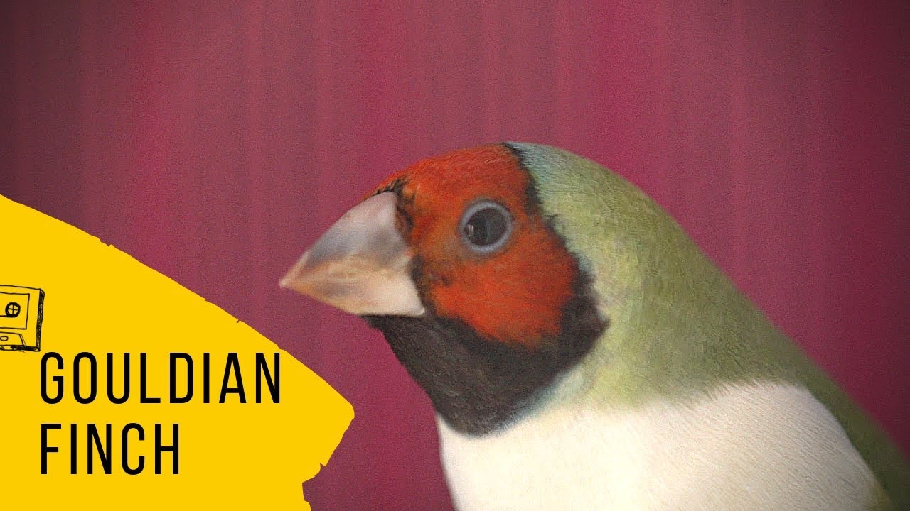 Gouldian Finch facts and Informations - YouTube