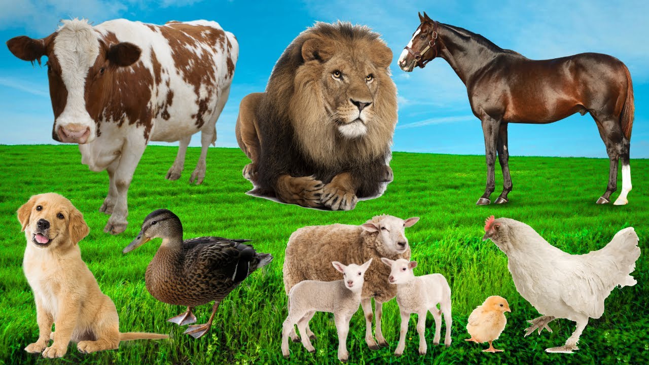Animals Sounds: Squirrel, Swam, Lemur, Cow, Tiger, Cat, Goose, Sheep ...